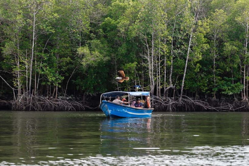 Langkawi Mangrove Boat River Cruise and Private Beach Tour - A Deep Dive into the Langkawi Mangrove Boat River Cruise