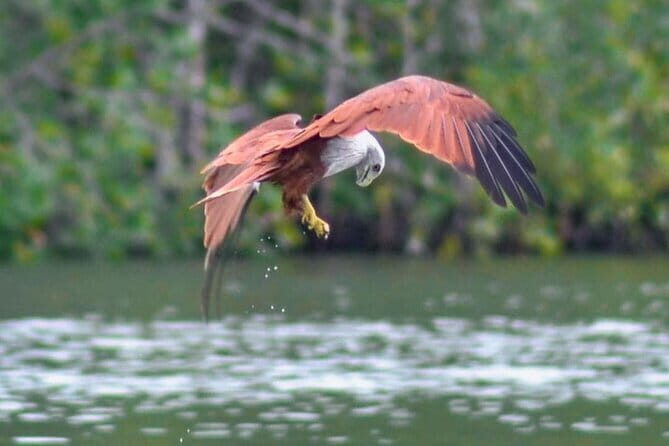 Langkawi Mangrove Boat Tour at Kilim Geoforest Park - An In-Depth Look at the Tour Experience