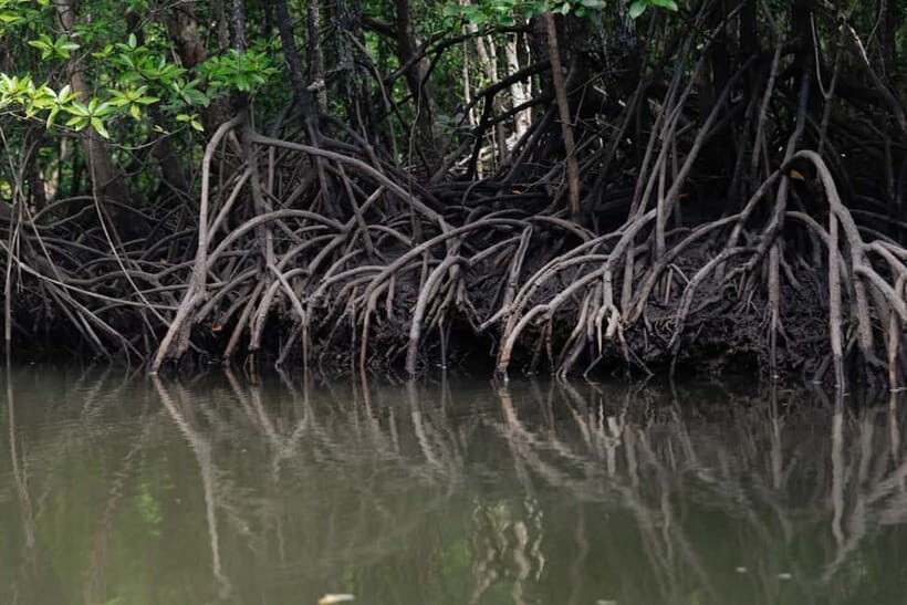 Langkawi Mangrove Group Boat Tour - An In-Depth Look at the Langkawi Mangrove Group Boat Tour