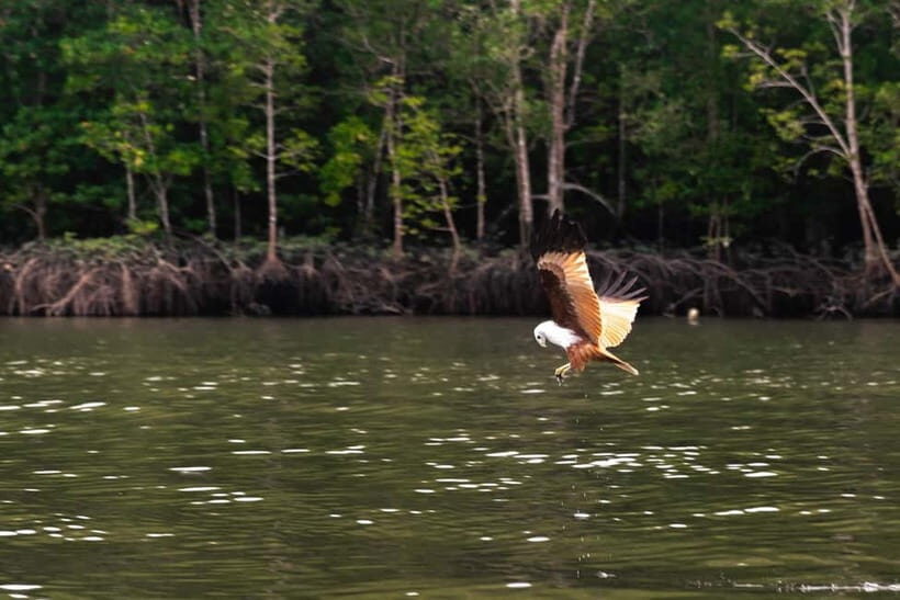Langkawi Mangrove Group Boat Tour - FAQs