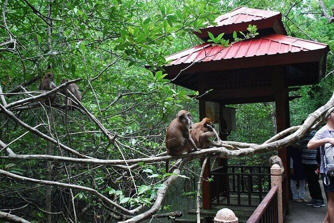 Langkawi Mangrove Kilim UNESCO Geopark and Cave Exploring Tour - The Sum Up: Is This Tour Right for You?