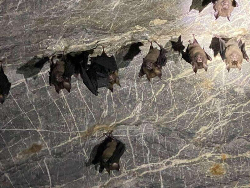 Langkawi Mangrove Monkey Package - Key Points