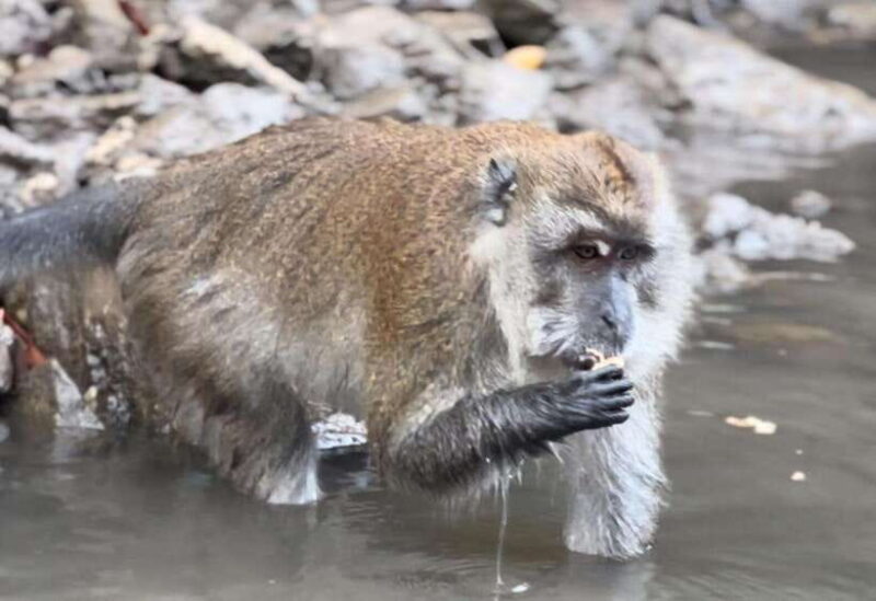 Langkawi Mangrove Monkey Package - The Itinerary Breakdown