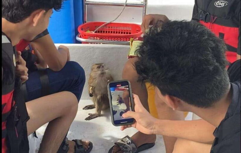 Langkawi Mangrove Monkey Package - The Experience: What Travelers Say