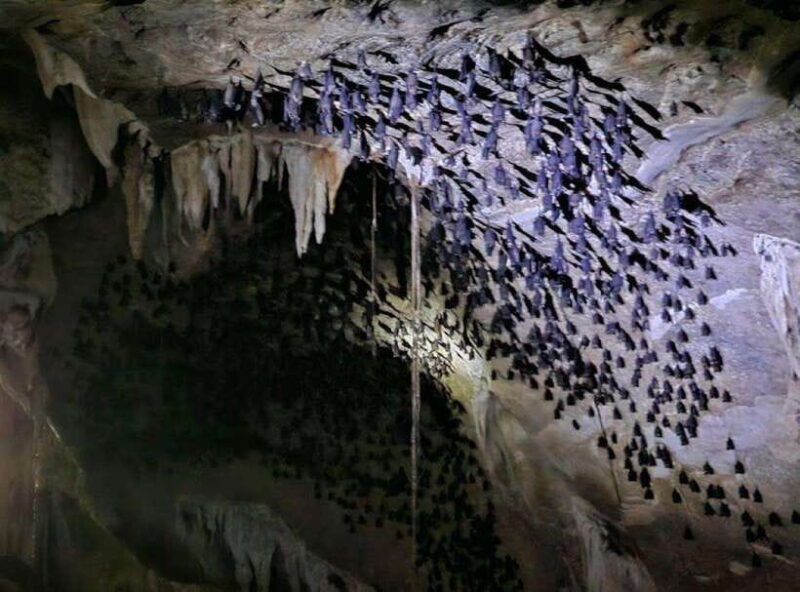 Langkawi Mangrove Tour : Estimated 3 hours Lunch Available - Practical Details and Tips