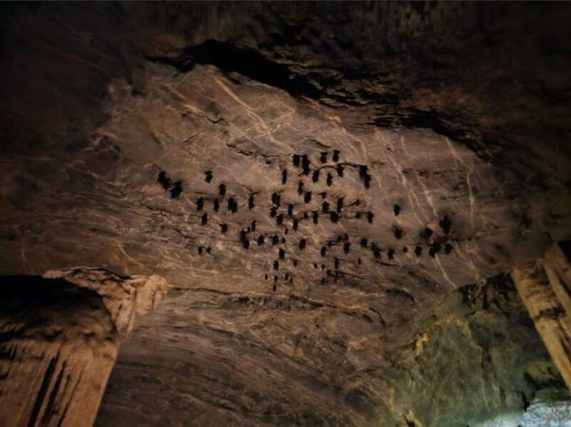 Langkawi Mangrove Tour : Estimated 3 hours Lunch Available - Final Thoughts: Is It Worth It?