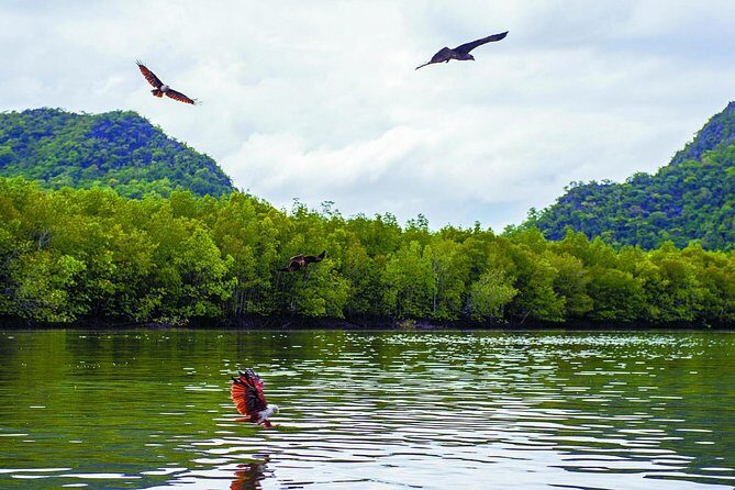 Langkawi Mangrove with Kayaking Experince - Returning and Wrap-up