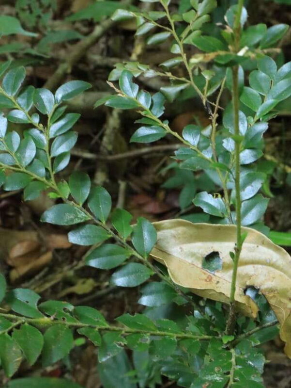 Langkawi: Morning Rainforest Walking Tour - Analyzing the Value: Is It Worth It?