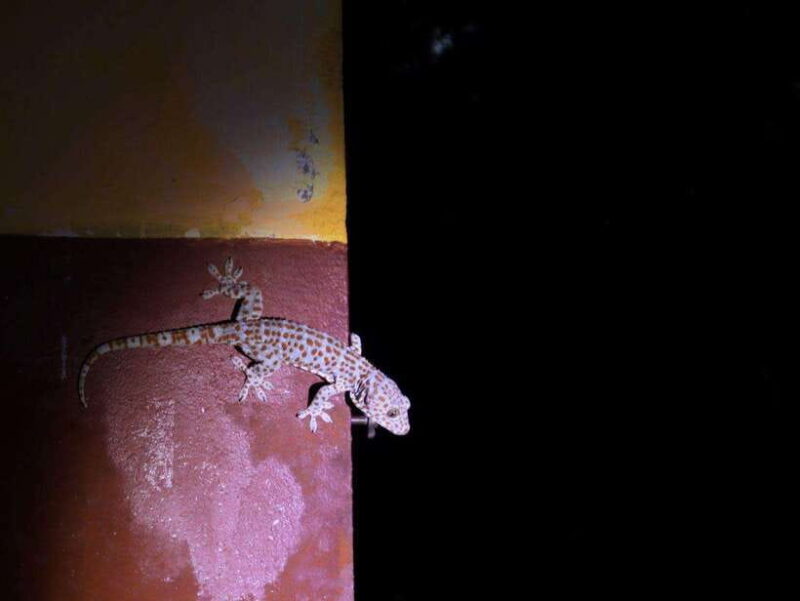 Langkawi: Nighttime Rainforest Tour with Nature Guide - Key Points