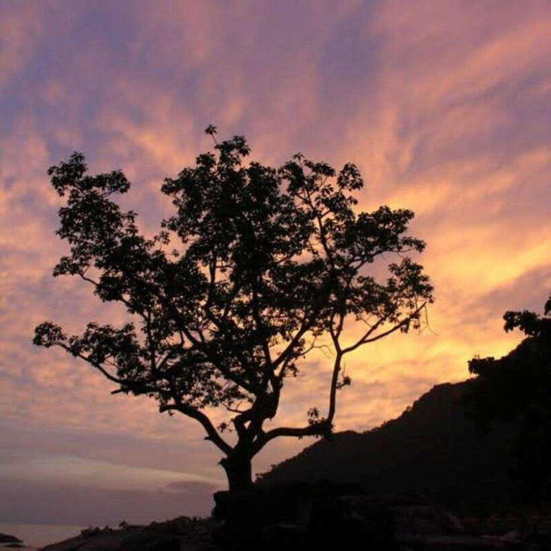 Langkawi: Nighttime Rainforest Tour with Nature Guide - The Experience: What You’ll Really Get