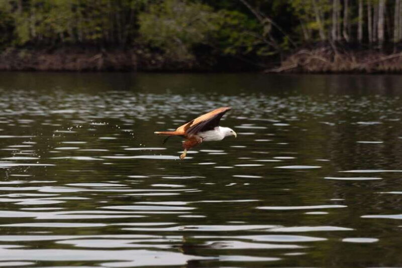 Langkawi Royal Mangrove Tour with Snorkeling Package - What Travelers Are Saying