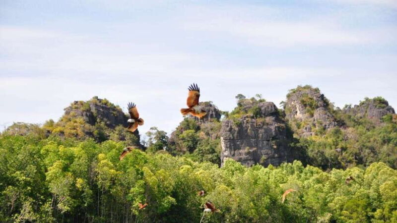 Langkawi Signature Mangrove Discovery Boat Tour (Shared) - Authentic Experiences and Travelers’ Impressions