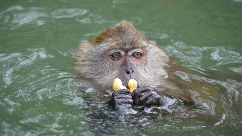 Langkawi Signature Mangrove Discovery Boat Tour (Shared) - FAQ