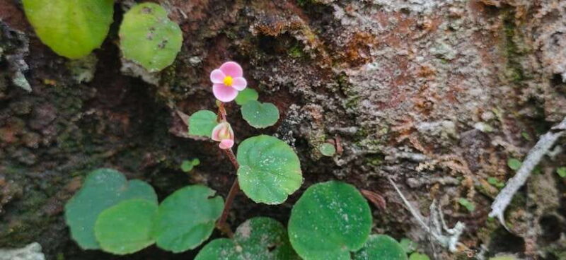 Langkawi SkyTrail Hiking and Cable Car Experience - A Thorough Review of the Langkawi SkyTrail Experience