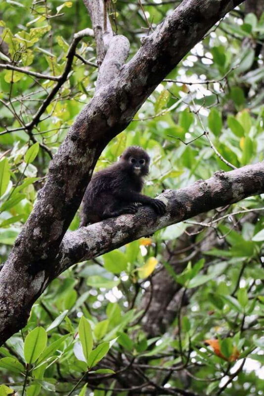 Langkawi: UNESCO Global Geopark Mangrove Cruise - The Itinerary Breakdown