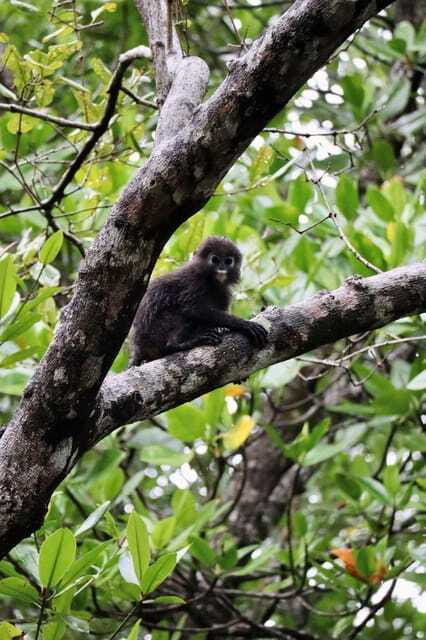 Langkawi: UNESCO Global Geopark Mangrove Cruise - Why This Tour Stands Out