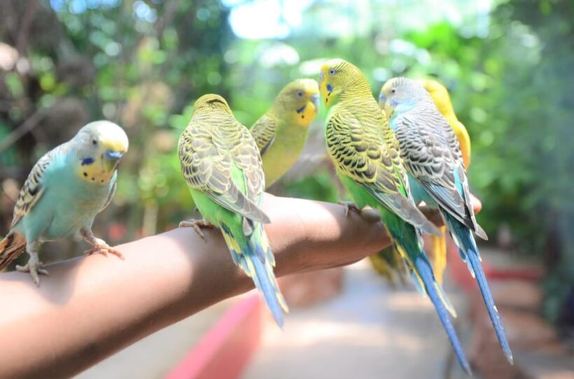 Langkawi: Wildlife Park Admission Ticket - Practical Tips for Visitors