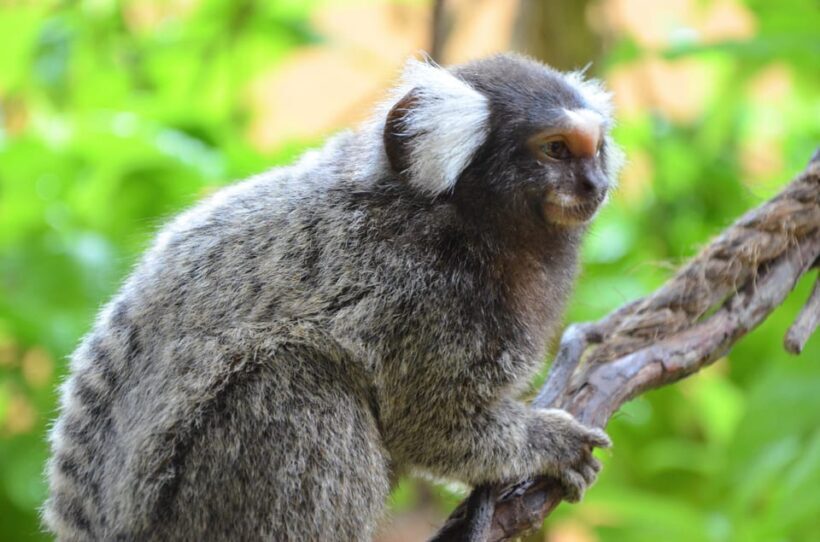 Langkawi: Wildlife Park Admission Ticket - Final Thoughts: Who Will Love Langkawi Wildlife Park?