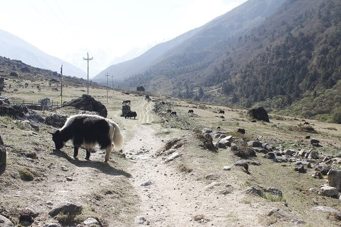 Langtang Trek from Kathmandu 7 Days - Key Points
