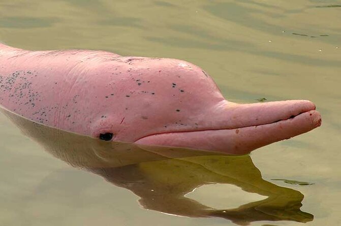 Lantau Island Full Day Tour () 150+ booked - Shopping and Final Stop