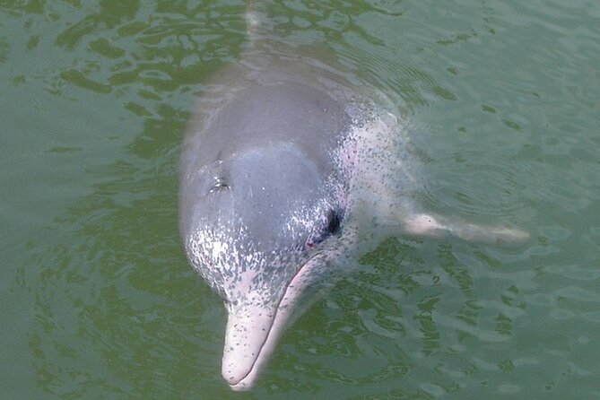 Lantau Island Tour - Big Buddha & Tai O () | 500+ booked - Who Should Consider This Tour?