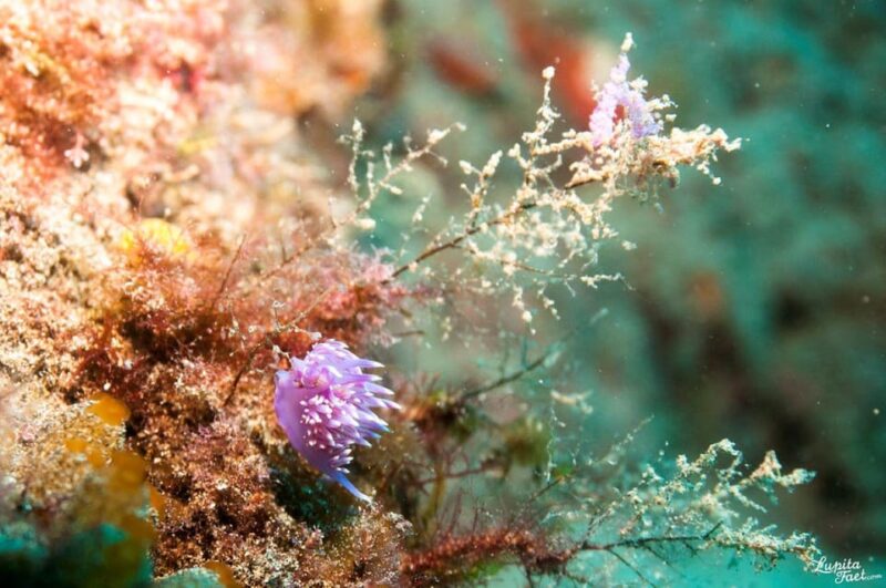 Lanzarote: 2-Dive Package for Certified Divers - Final Thoughts