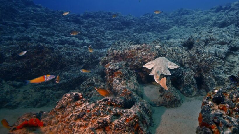 Lanzarote: 2-dive package in Playa Blanca - certified divers - The Sum Up
