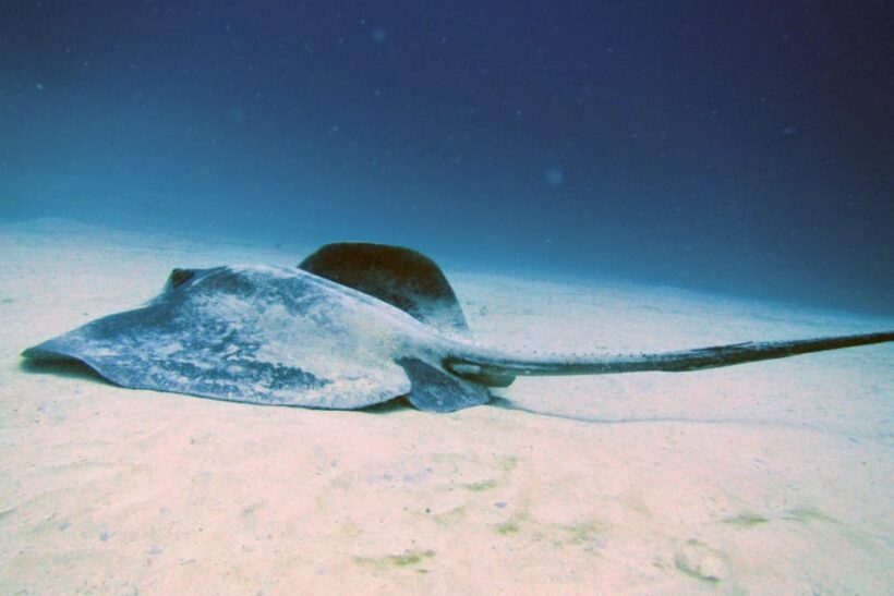 Lanzarote: 2 Guided Dives (Certified Divers Only) - Experience Overview: What to Expect from Your Lanzarote Diving Day