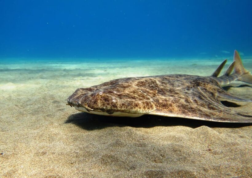 Lanzarote: 2 Guided Dives (Certified Divers Only) - Why This Tour Is a Great Choice