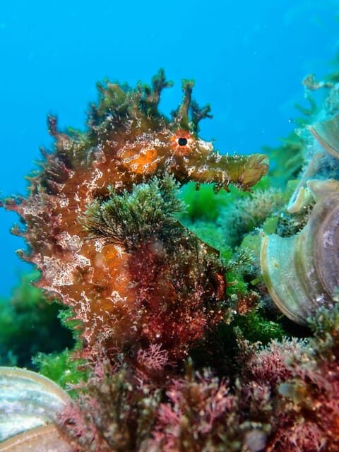 Lanzarote: 2 Guided Dives (Certified Divers Only) - Who Should Consider This Experience?