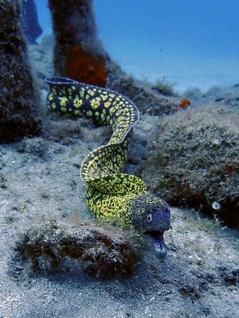 Lanzarote: 2 Guided Dives (Certified Divers Only) - The Sum Up