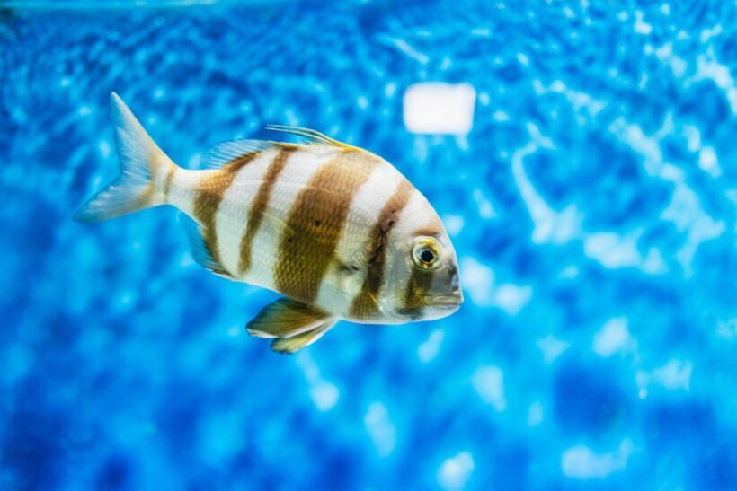 Lanzarote: Aquarium Entry Ticket - Practical Information for Your Visit