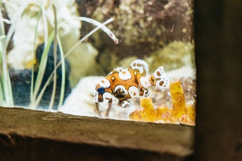 Lanzarote: Aquarium Entry Ticket - Authentic Experiences from Visitors