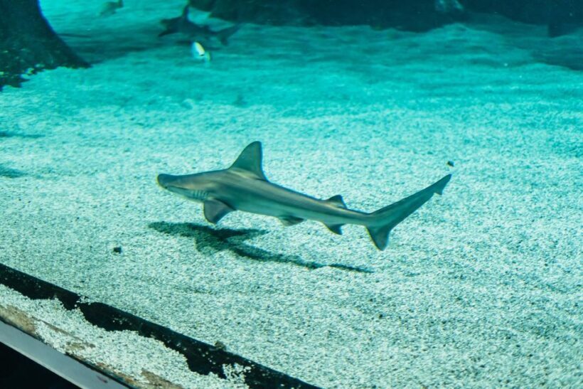 Lanzarote: Aquarium Entry Ticket - Why This Aquarium Is a Solid Choice