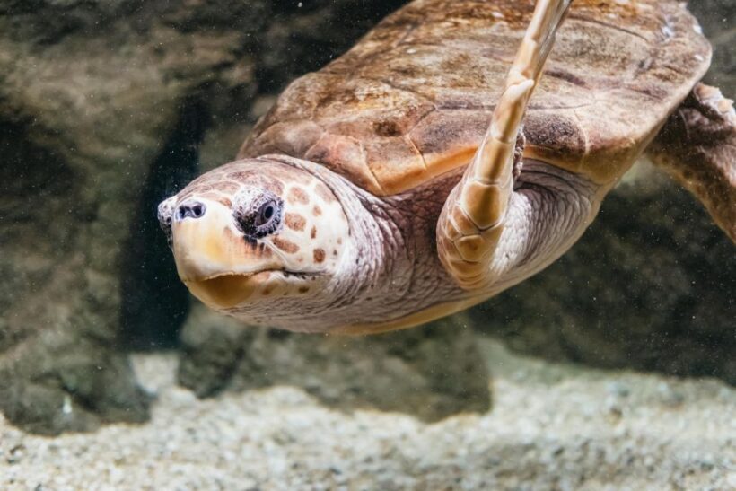 Lanzarote: Aquarium Entry Ticket - Who Should Visit?