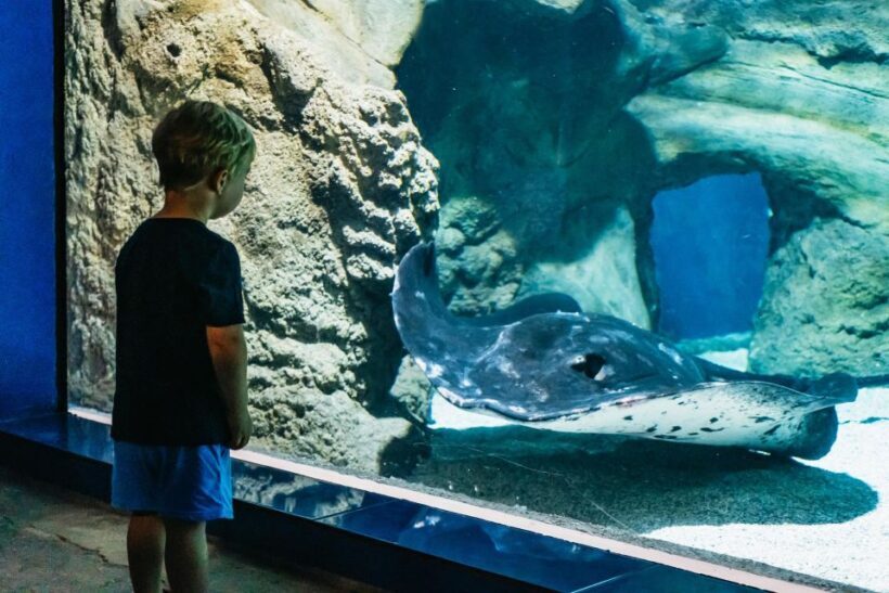 Lanzarote: Aquarium Entry Ticket - FAQs about Lanzarote Aquarium