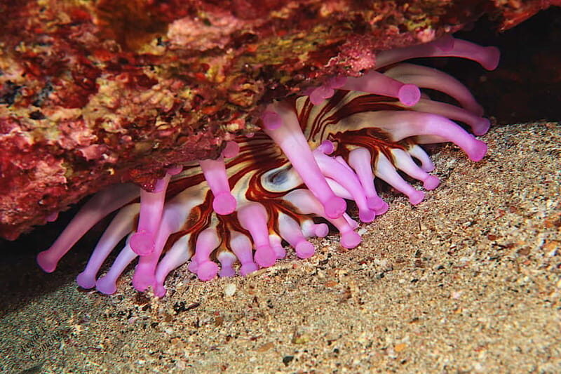 Lanzarote: Beginner Diving Course Costa Teguise (2 dives) - Exploring the Underwater World of Lanzarote