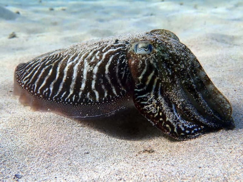 Lanzarote: Beginner Diving Course Costa Teguise (2 dives) - Why This Tour Works Well