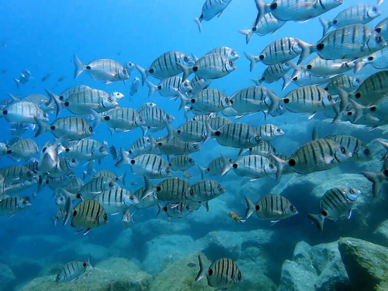 Lanzarote: Beginner Diving Course Costa Teguise (2 dives) - The Value of This Experience