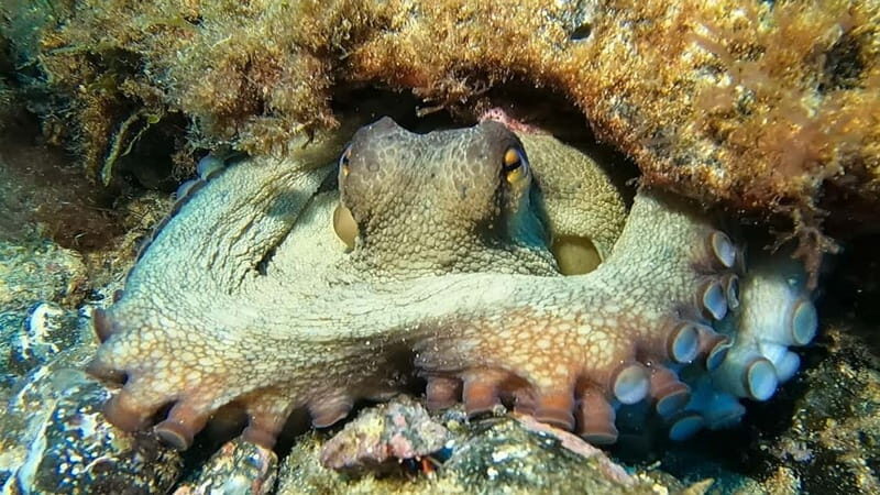Lanzarote: Beginner Diving Course Costa Teguise (2 dives) - Final Thoughts