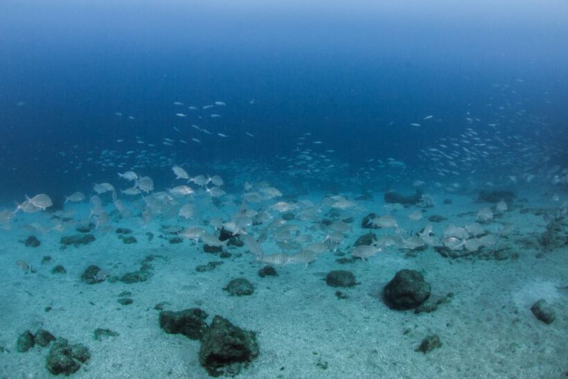 Lanzarote: Beginner Scuba Diving from the Beach - Introduction to the Lanzarote Beach Scuba Tour