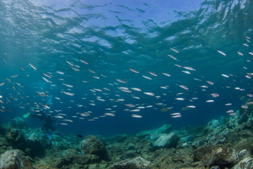 Lanzarote: Beginner Scuba Diving from the Beach - Pricing and Value