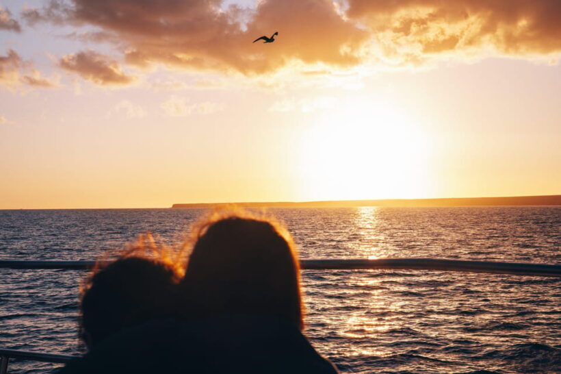Lanzarote: Dolphin-Watching Sunset Cruise with Transfers - What to Expect at a Glance