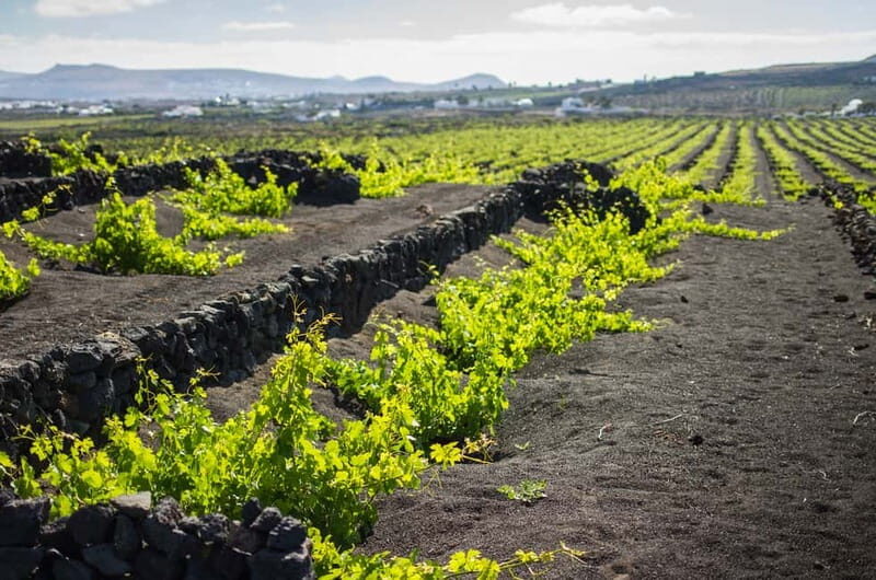 Lanzarote: El Grifo Wine Cellar Tour with Tasting - Frequently Asked Questions