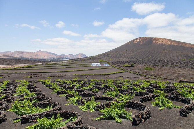 Lanzarote Grand Tour Review: Is It Worth It - Camel Ride and Wine Tasting