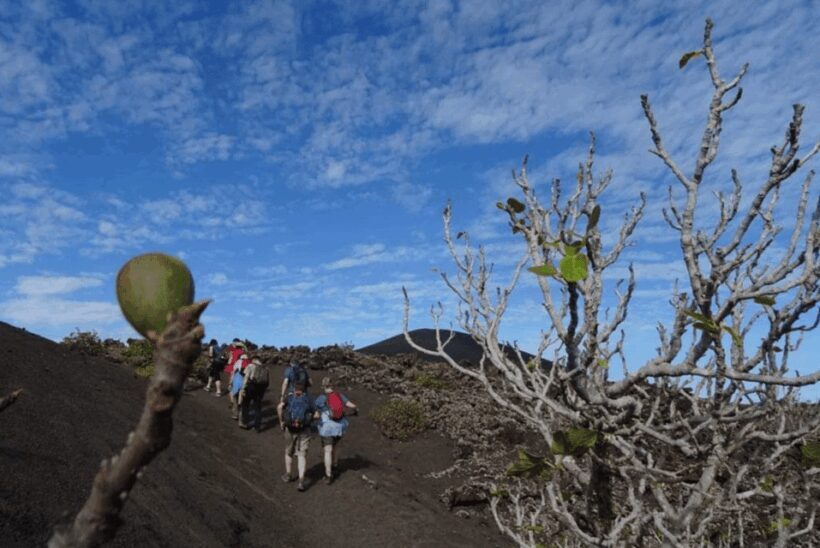 Lanzarote: Hike Across Timanfaya's Volcanic Landscapes - The Value of the Experience
