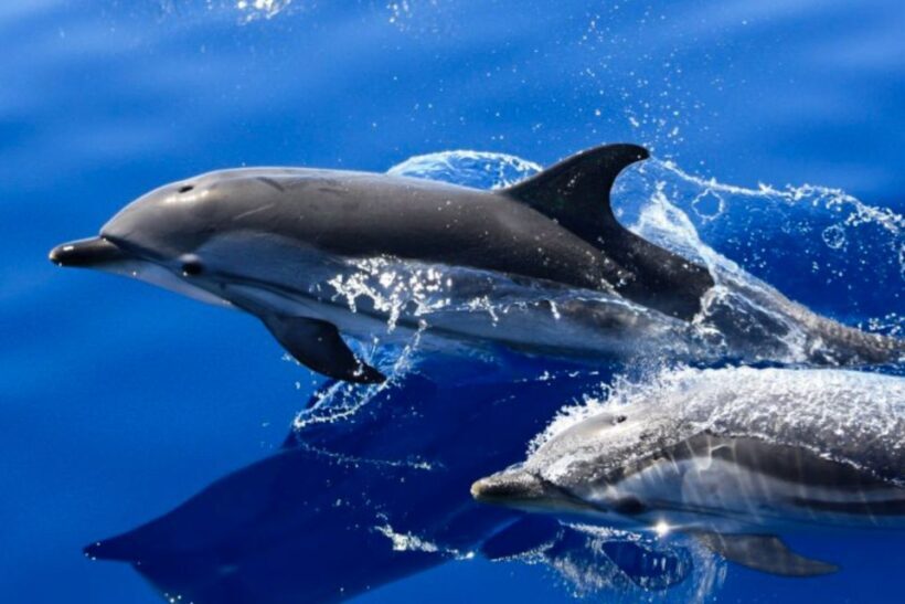 Lanzarote: Lobos Island Half-Day Dolphin Watching Trip - An In-Depth Look at This Lobos Island Experience