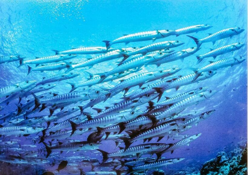 Lanzarote: Real Submarine Dive with Hotel Pickup - What Makes This Tour Special