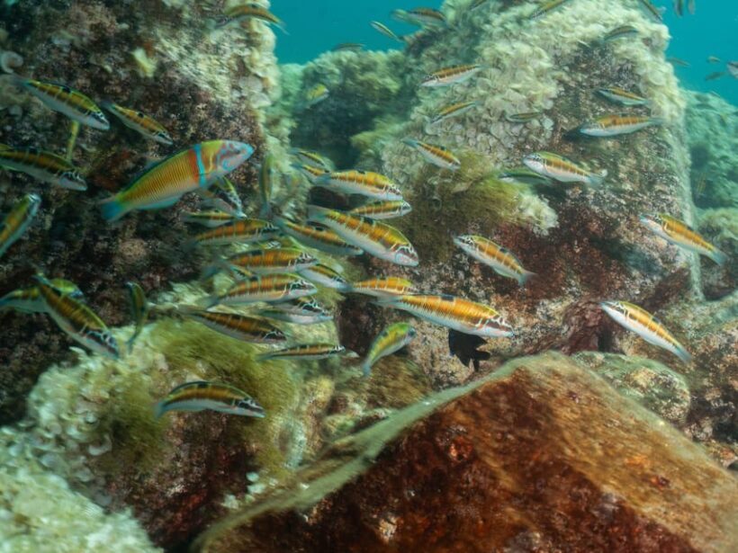 Lanzarote: Scuba Diving Refresher Course - What to Expect from the Lanzarote Scuba Refresher Course