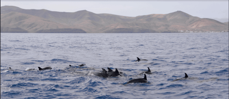 Lanzarote: Sea Safari Experience - Key Points